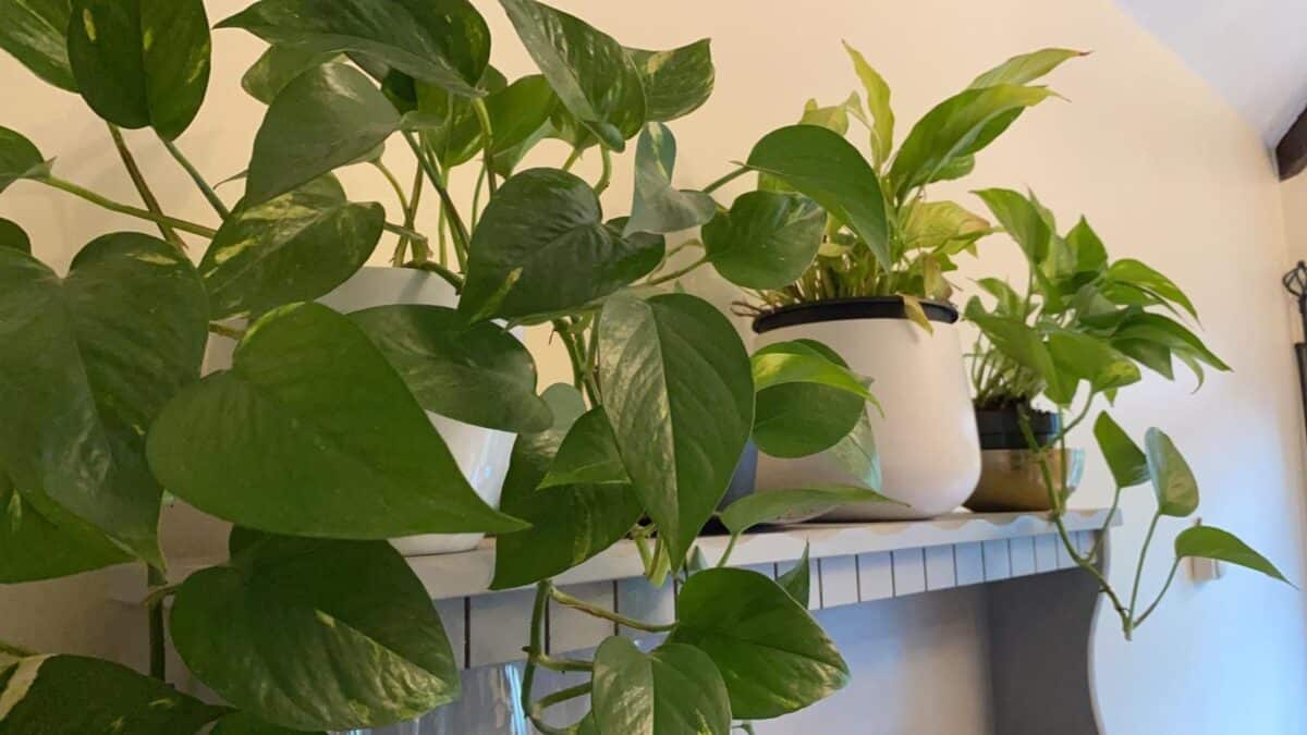 Top Tips for Indoor Gardening | Blue Iris Landscapes