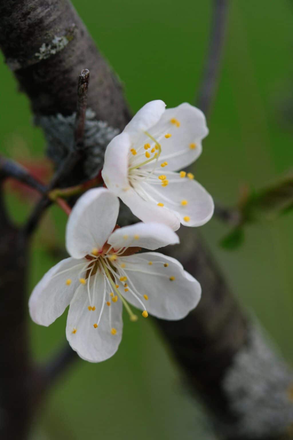 Best Trees for Spring Blossom | Blue Iris Landscapes