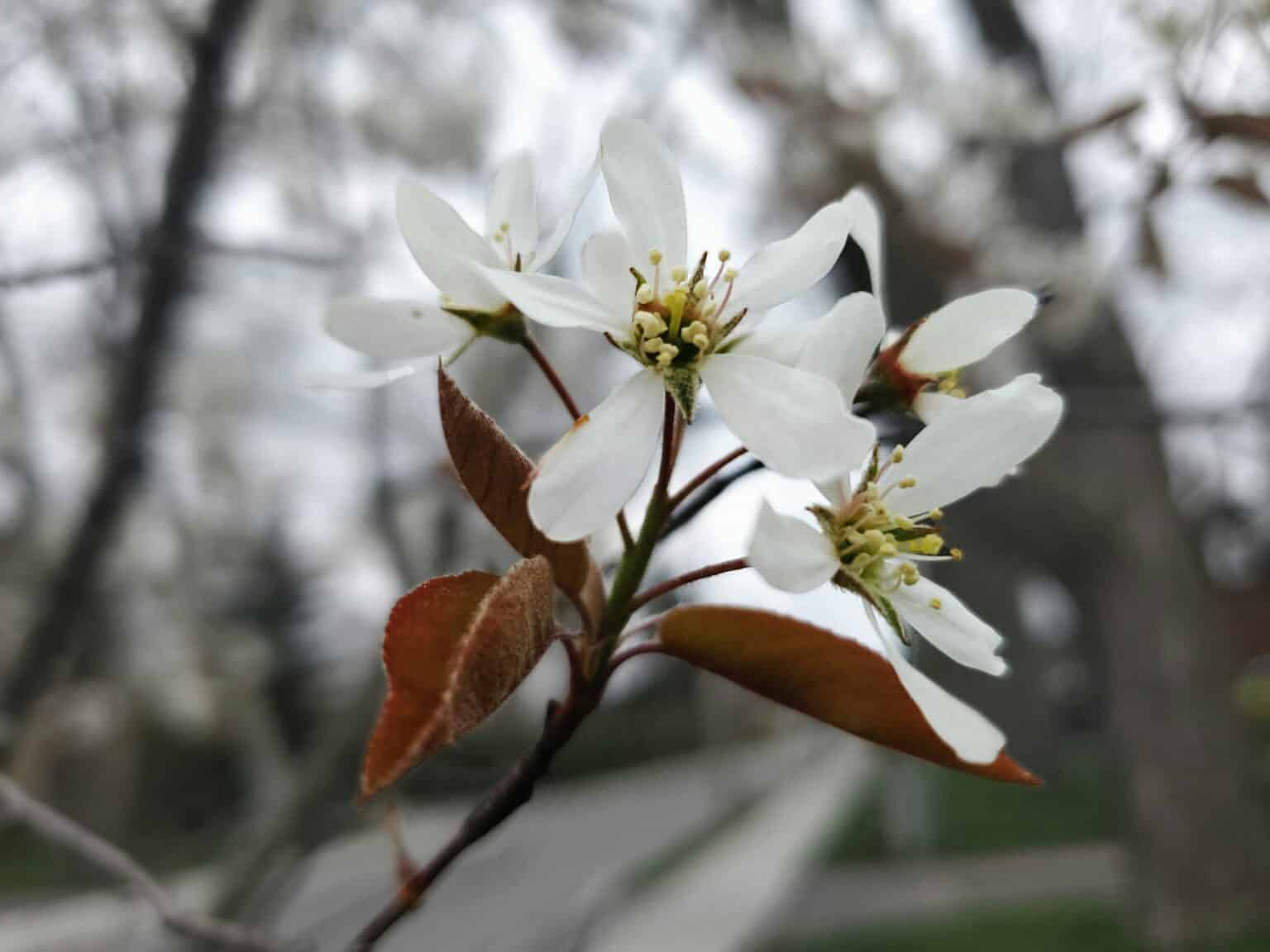 Best Trees for Spring Blossom | Blue Iris Landscapes