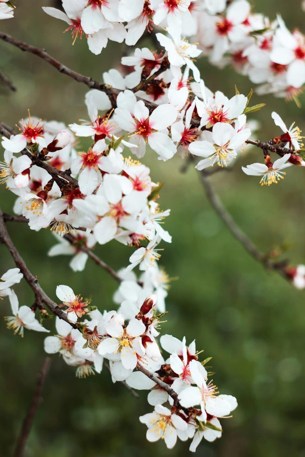 Best Trees for Spring Blossom | Blue Iris Landscapes