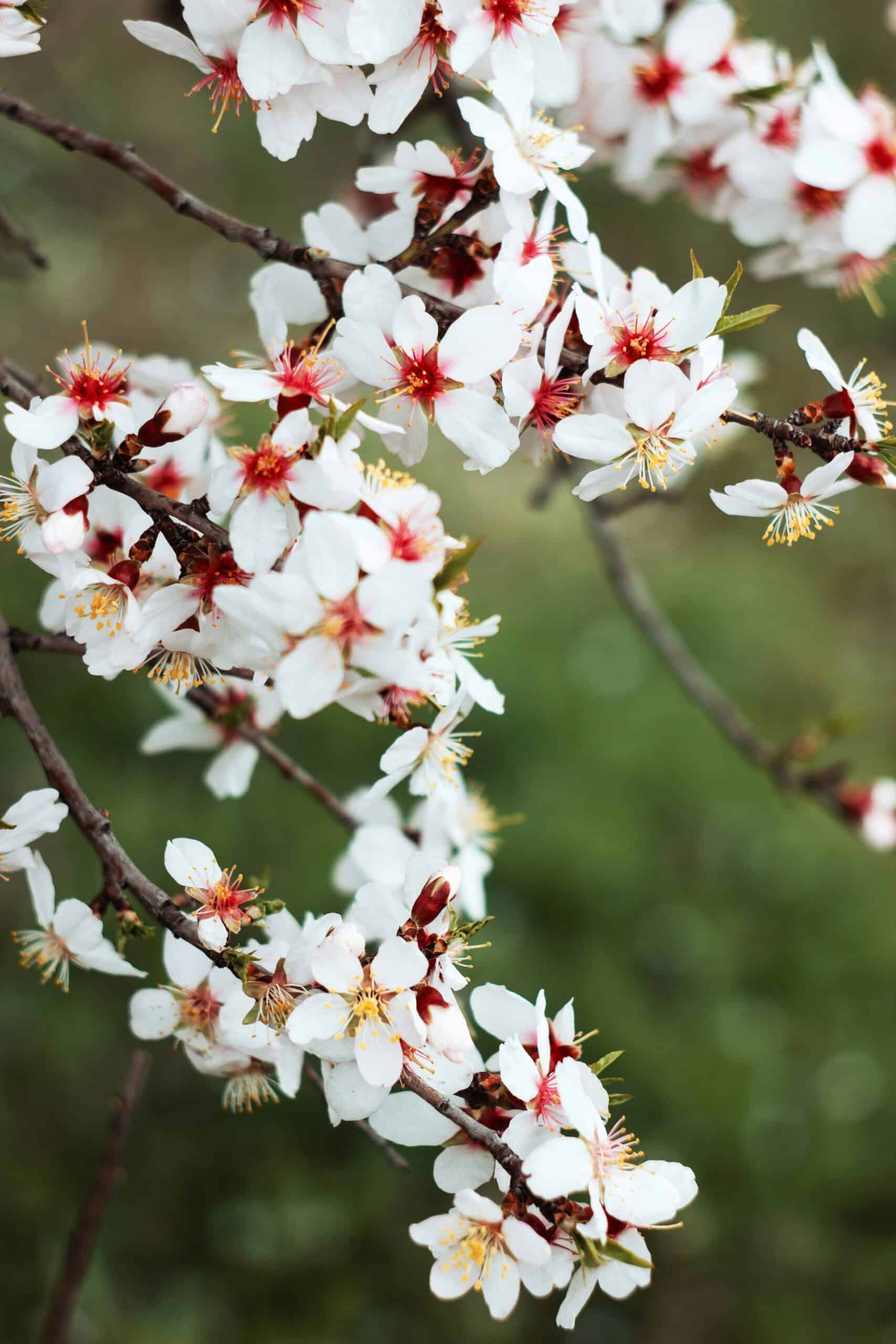 Best Trees for Spring Blossom | Blue Iris Landscapes