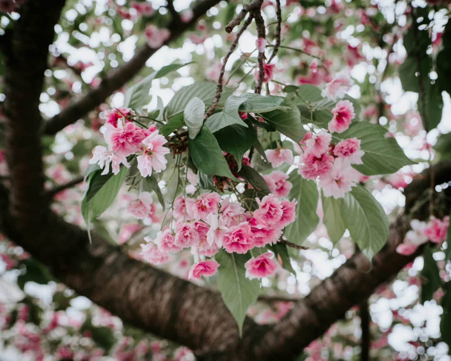 Best Trees for Spring Blossom | Blue Iris Landscapes