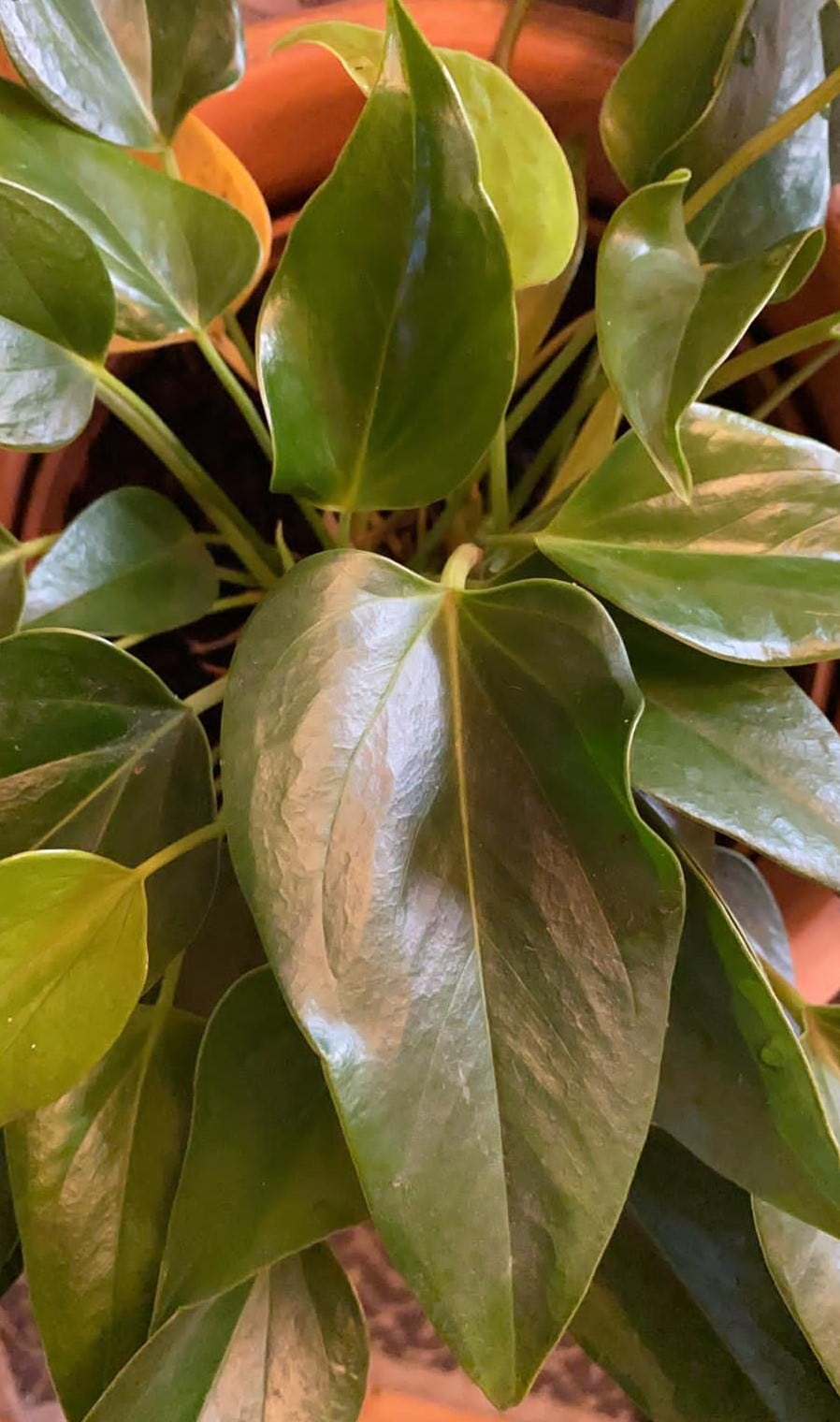 Top Tips for Indoor Gardening | Blue Iris Landscapes
