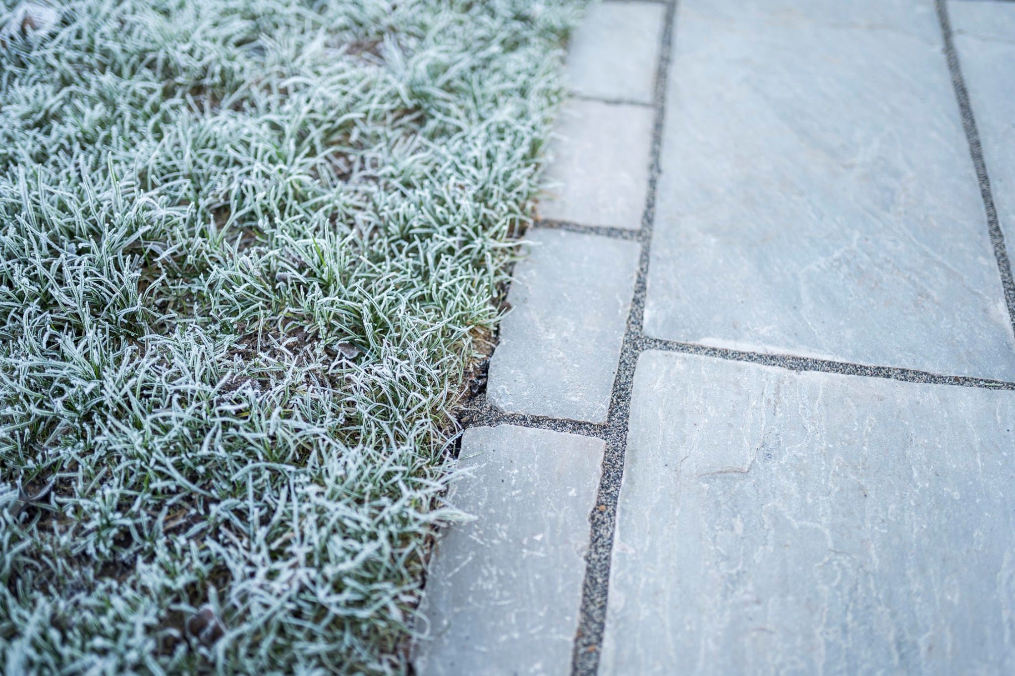 Why Landscape your Garden in Winter? Blue Iris Landscapes